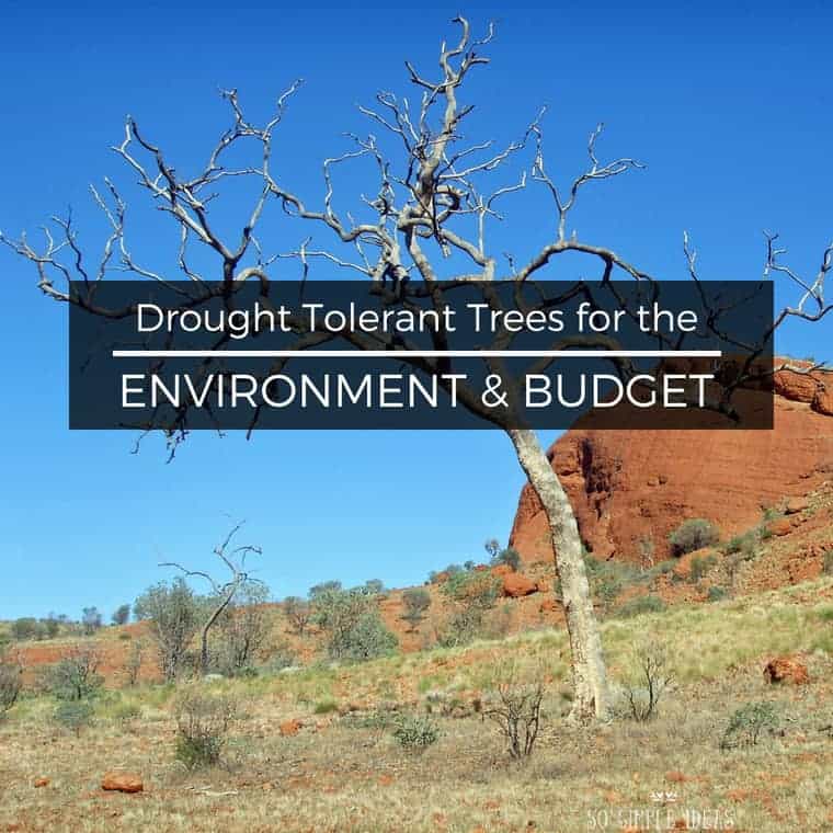 Drought Tolerant Trees for the Environment and Budget | So Simple Ideas